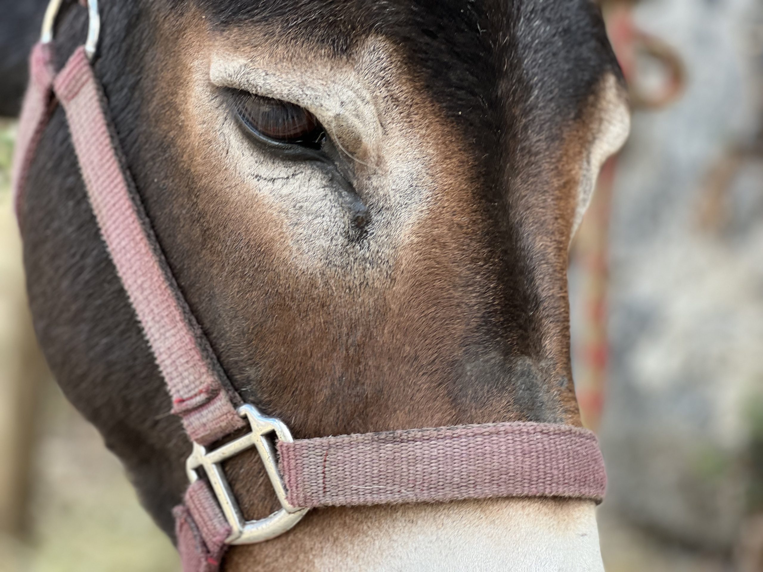 First Date With Kaïcha - Brian McIntyre's new essay