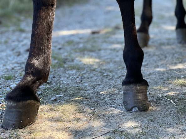 DAILY TAIL WORLD EXCLUSIVE: Kaïcha Invites Us Into Her Gracious Stable ...