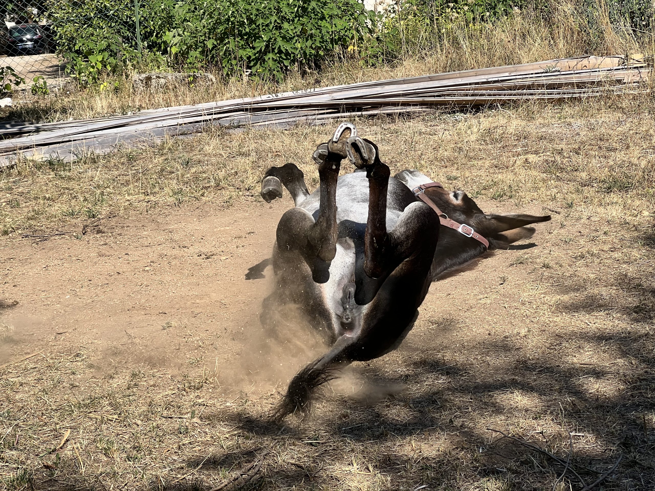 DAILY TAIL WORLD EXCLUSIVE: Kaïcha Invites Us Into Her Gracious Stable ...